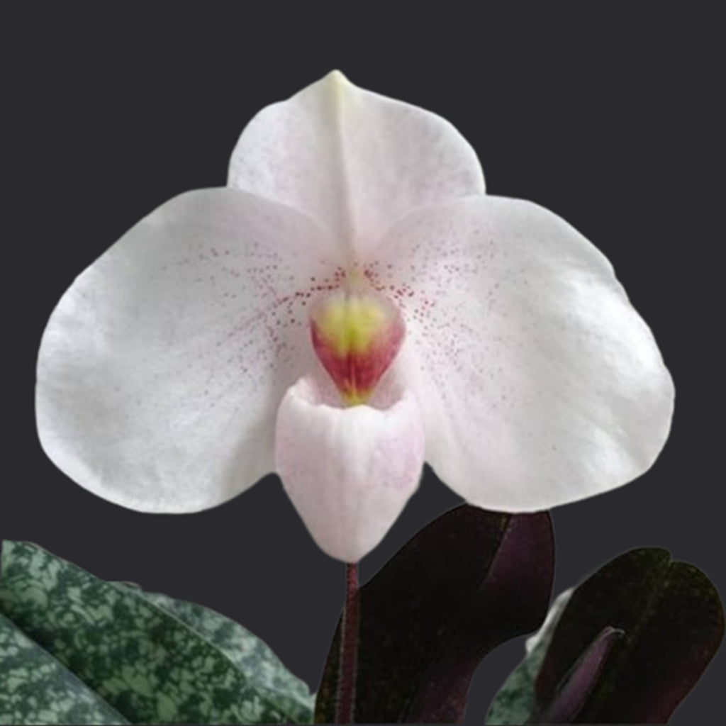 [Bare-root]Paph.Monique [Sept Preorder 25] – Orchidmart