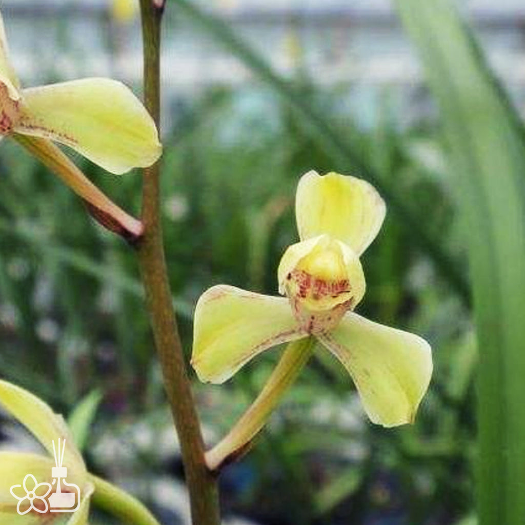 Cymbidium ensifolium “Huang Guang Deng Mei” 黃光登梅 – Orchidmart