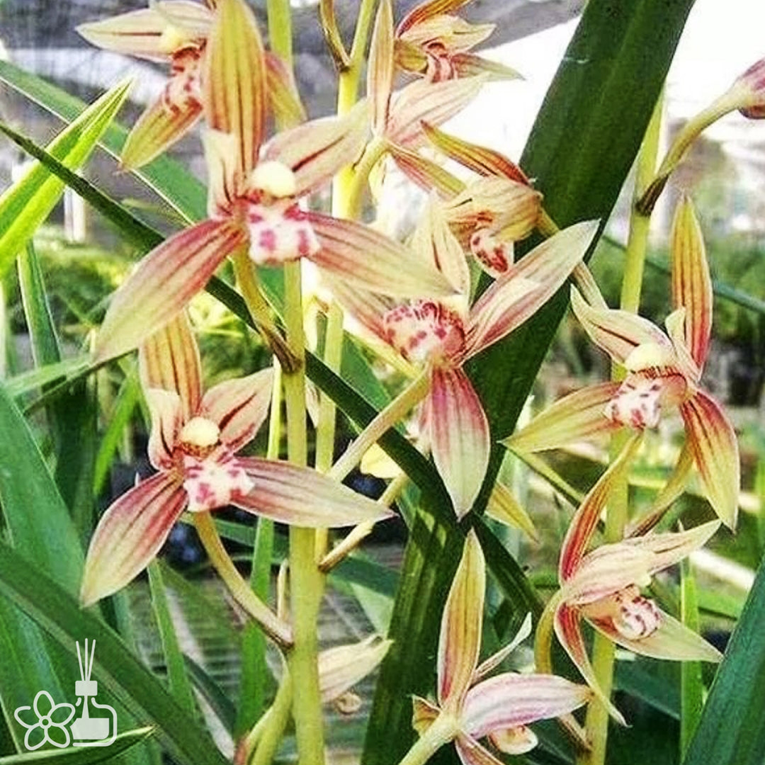 Cymbidium ensifolium “Huang Jin Cai Hong” 黃金彩虹 – Orchidmart