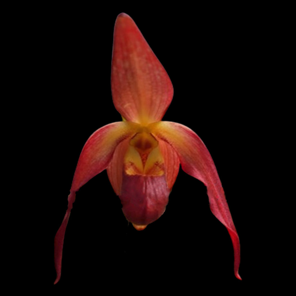 [Bare-root]Phrag. Apopka var. dalessandroi 阿波卡 [Aug in Stock] – Orchidmart