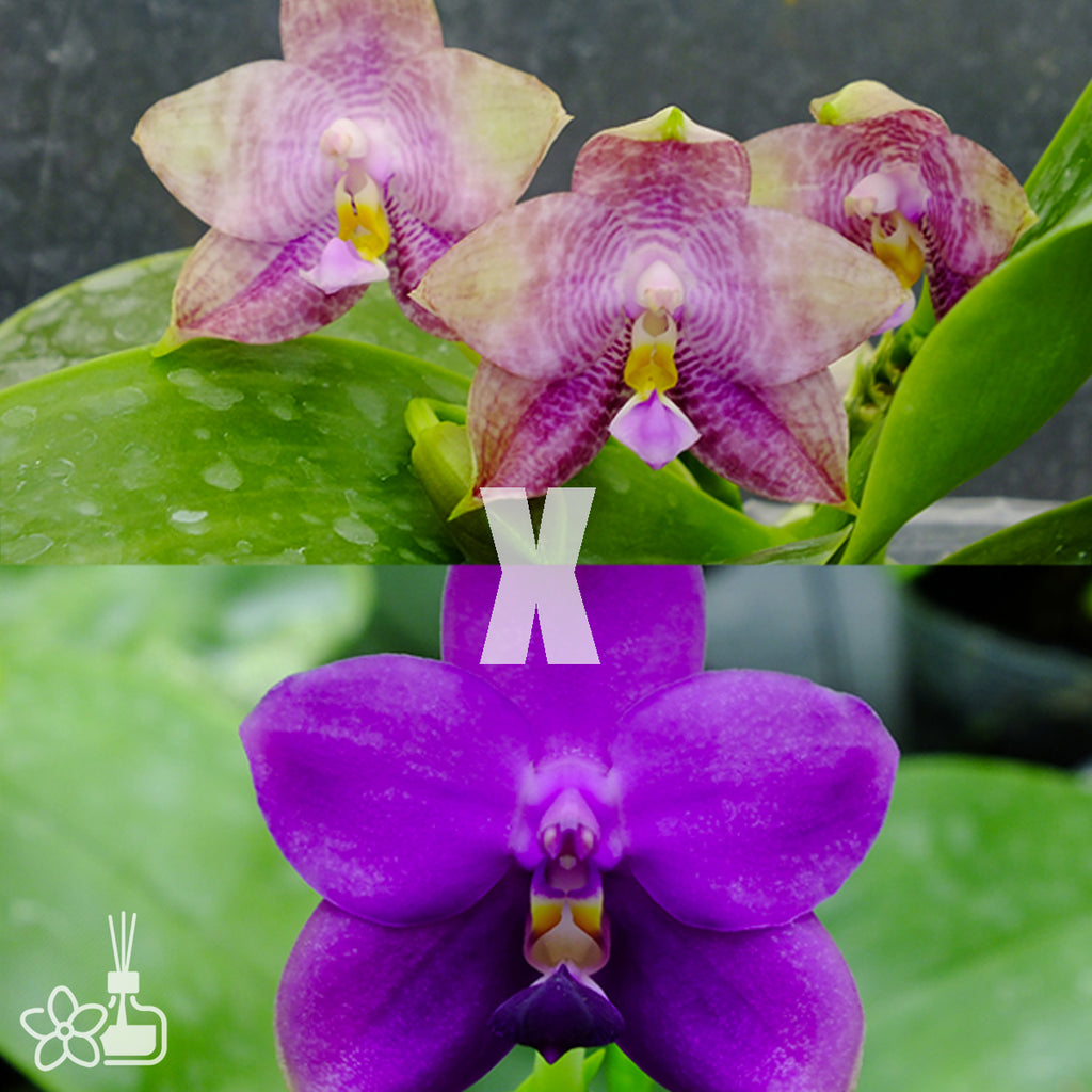 [Bare-Root]Phal. Indigo Spider藍蜘蛛 [May Preorder] – Orchidmart