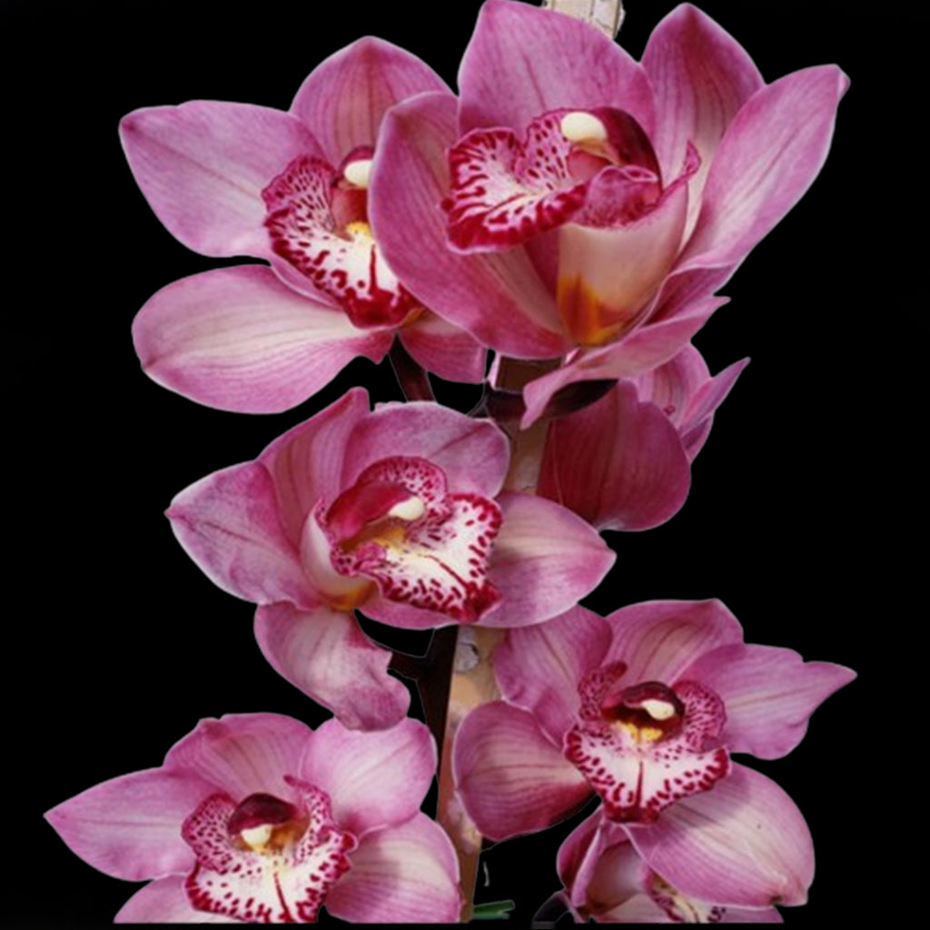 [Bare-Root]Cymbidium Pink Lady 1358 Ec 粉紅女郎[May Preorder] – Orchidmart