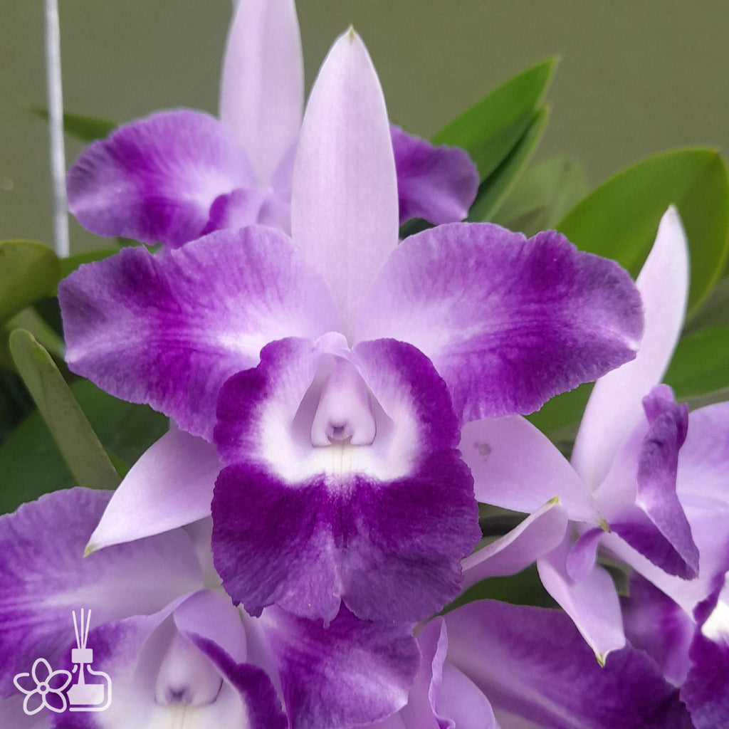 [Bare-root]Cattleya Cariad's Mini-Quinee 'Angel Kiss' 天使之吻[Aug Preorde ...