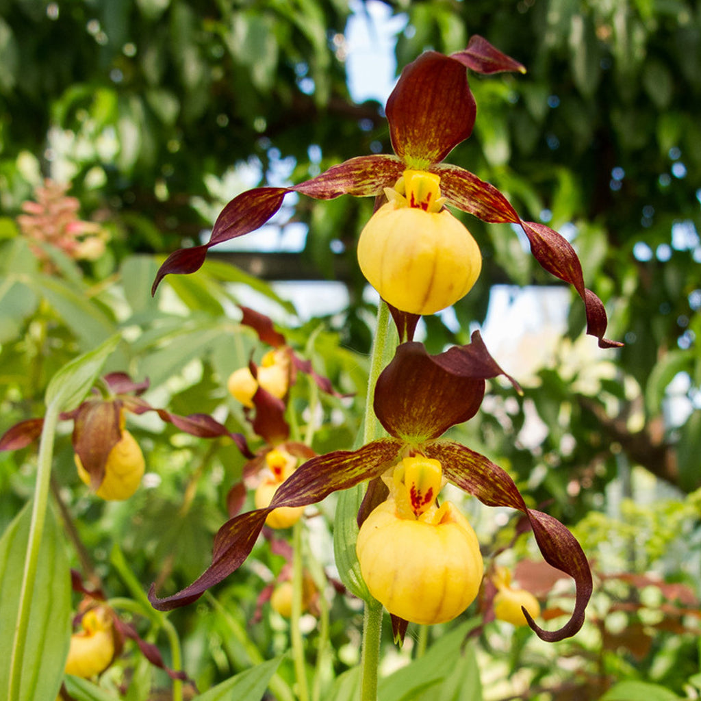 Cypripedium Hank Small 小漢克 – Orchidmart