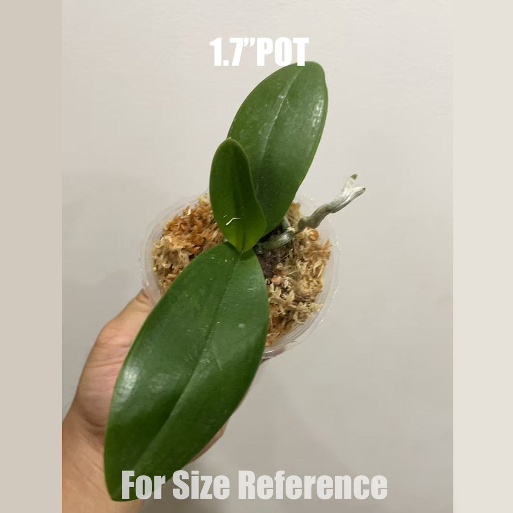 [Bare-root] Phal. Yaphon Pink Bee 金樹一代[Aug in Stock] – Orchidmart