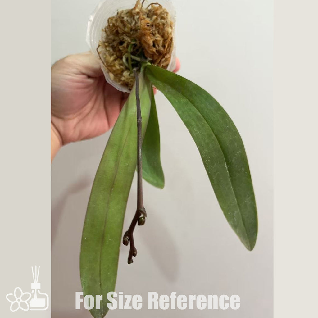 [Bare-root]Phal. Cassandra (equestris x stuartiana) EQ史 [March in stoc ...