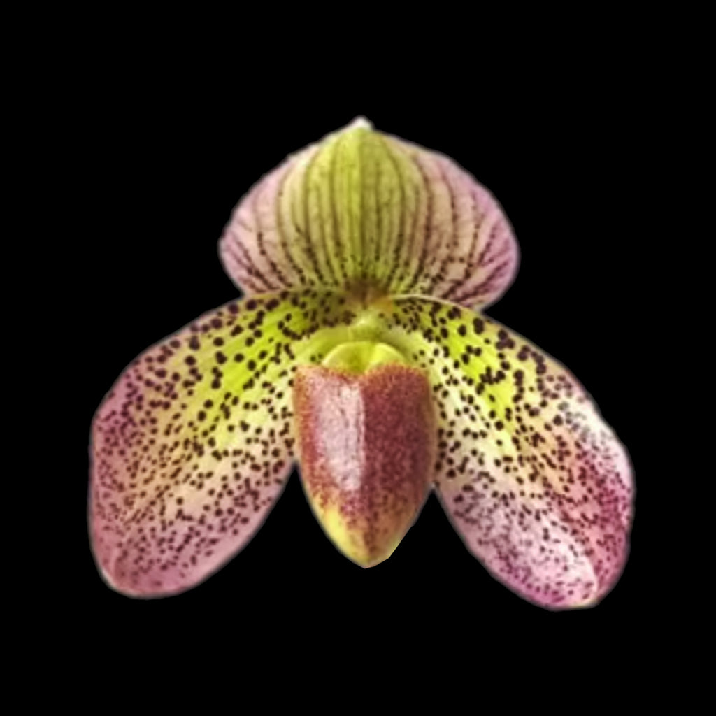 Paph Wishlist 2025 – Page 2 – Orchidmart