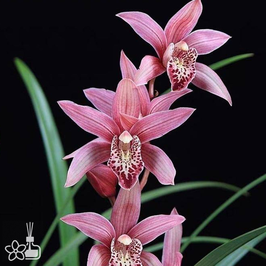 Cymbidium hybrid "Lady Taipei" 台北小姐 – Orchidmart