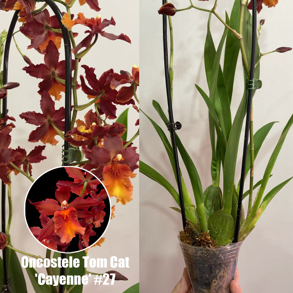 [Bare-root]Oncostele Tom Cat 'Cayenne' #27[Feb in stock] – Orchidmart