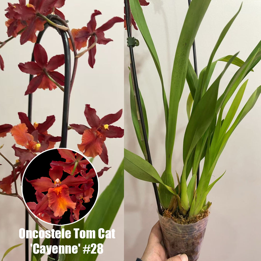 [Bare-root]Oncostele Tom Cat 'Cayenne' #28[Feb in stock] – Orchidmart