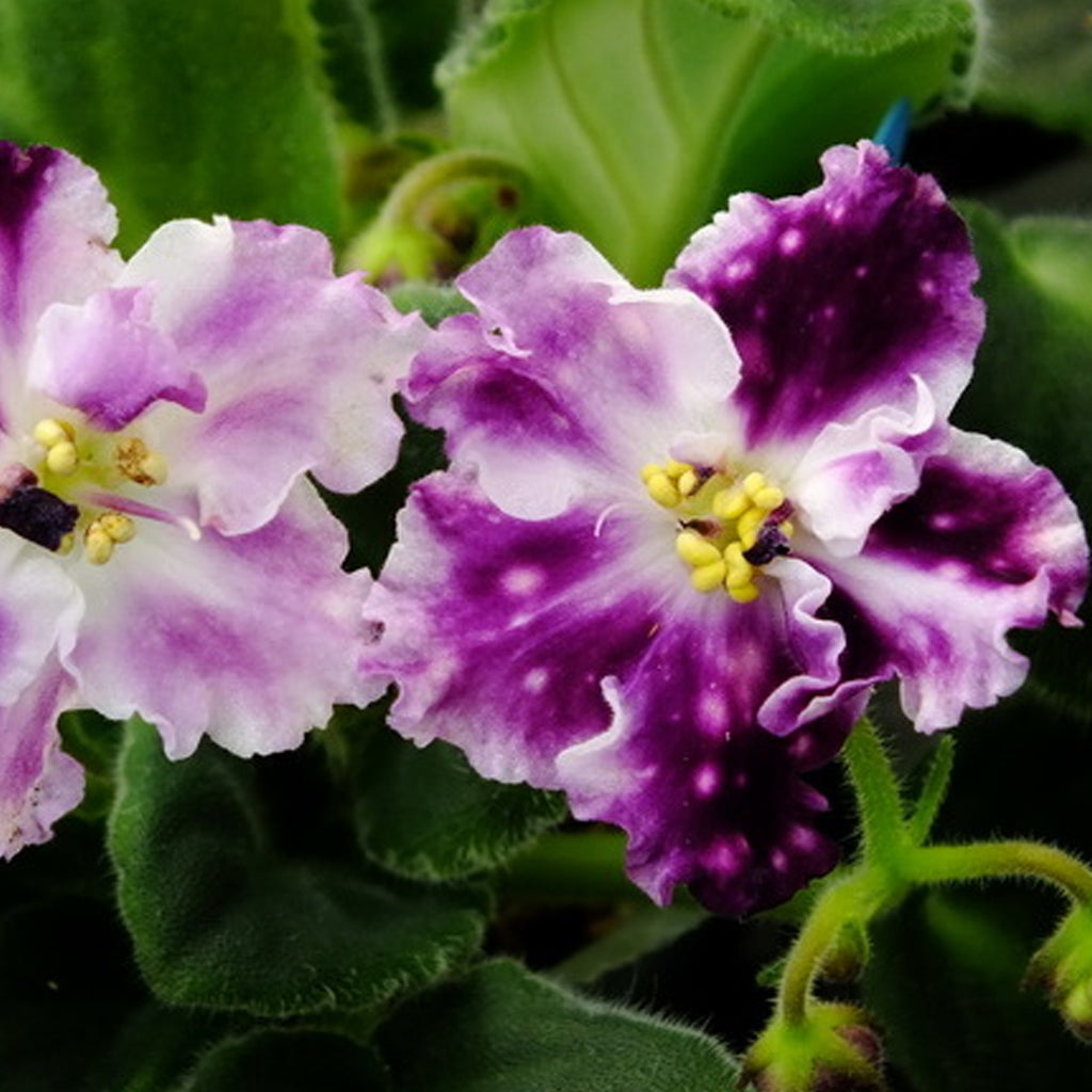 African Violets AE-Yegor – Orchidmart