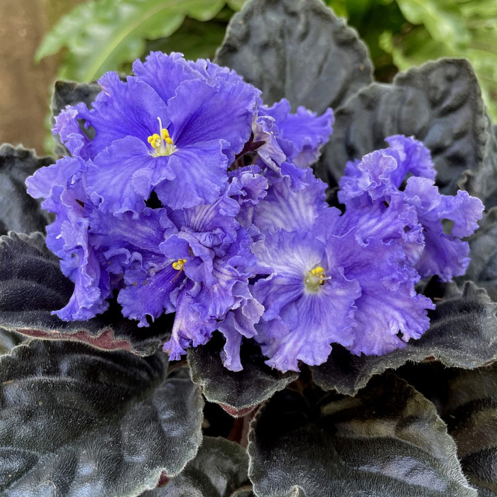 [Potted]African Violet RM-Vasilisa [In stock] – Orchidmart