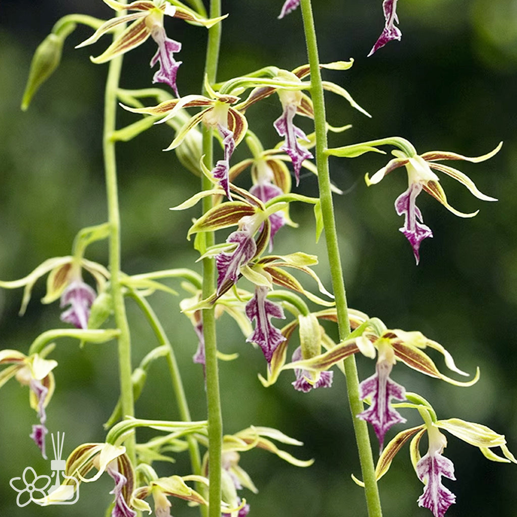 [Rhizome] Calanthe arcuata 弧距蝦脊蘭 [Sept Cyps] – Orchidmart