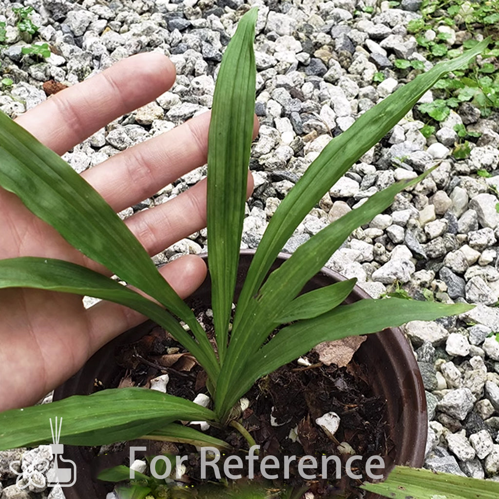 [Rhizome] Calanthe arcuata 弧距蝦脊蘭 [Sept Cyps] – Orchidmart