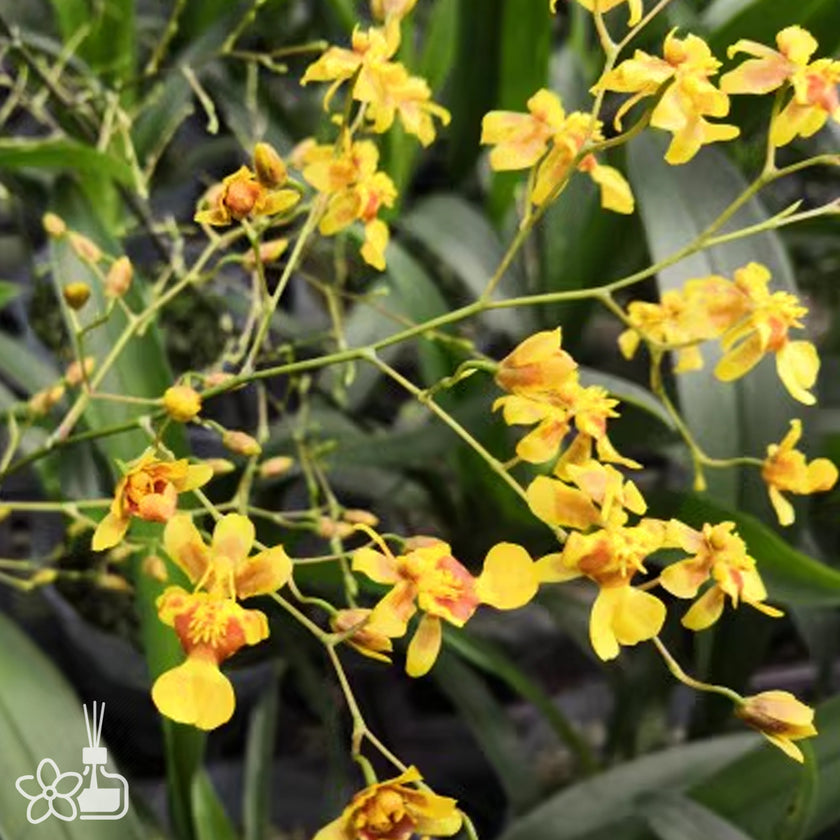 In-Spike – Page 2 – Orchidmart