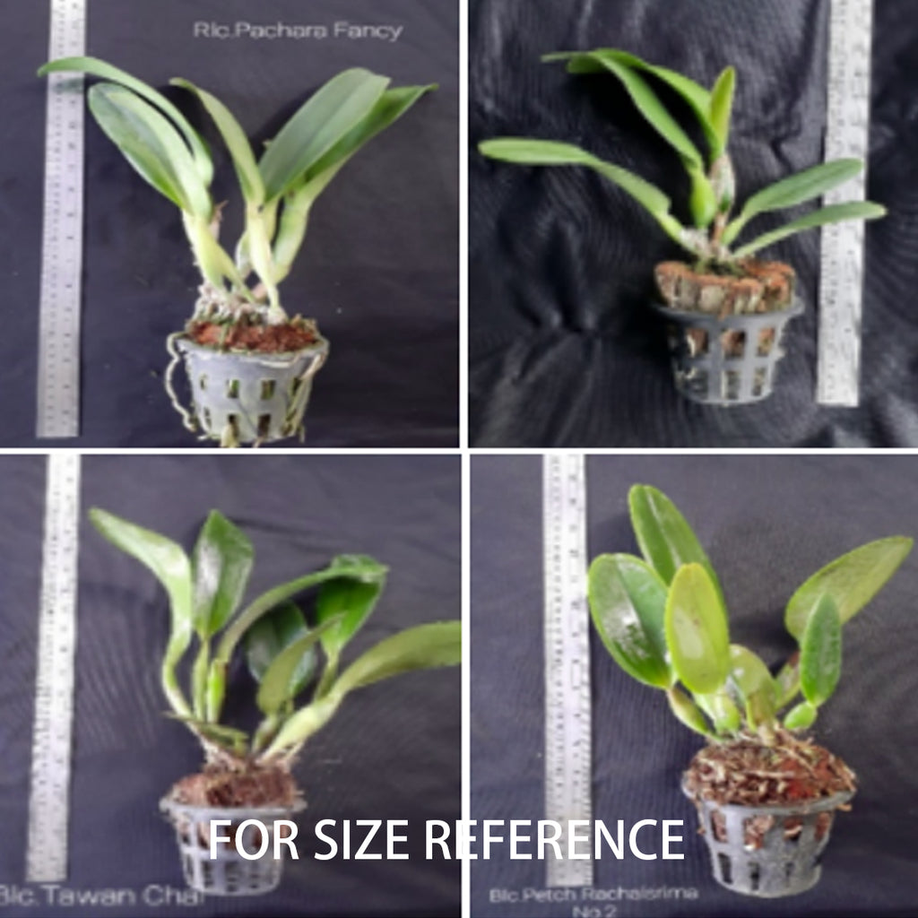 Rlc.Pachara Fancy 帕查拉 – Orchidmart