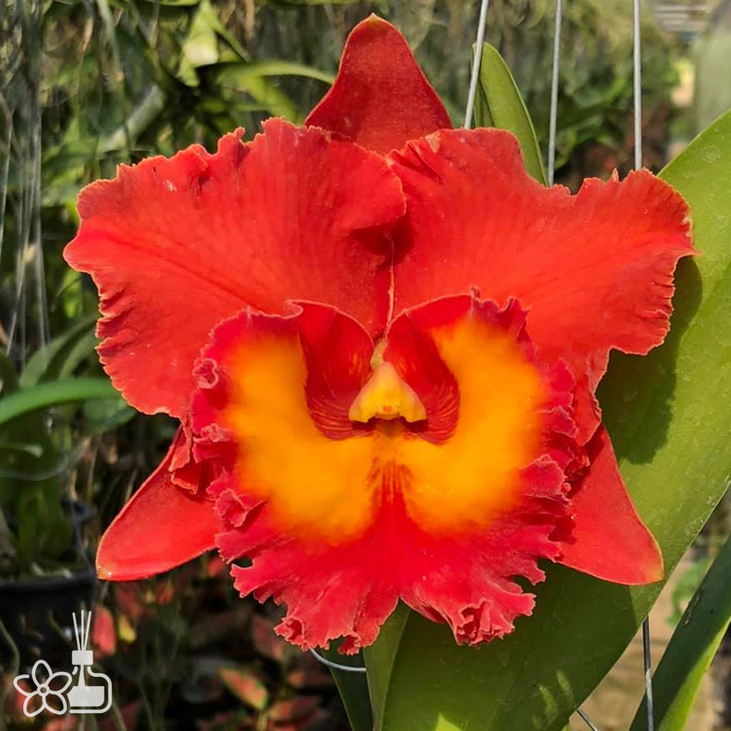Rlc.Siam Red 暹羅紅 – Orchidmart