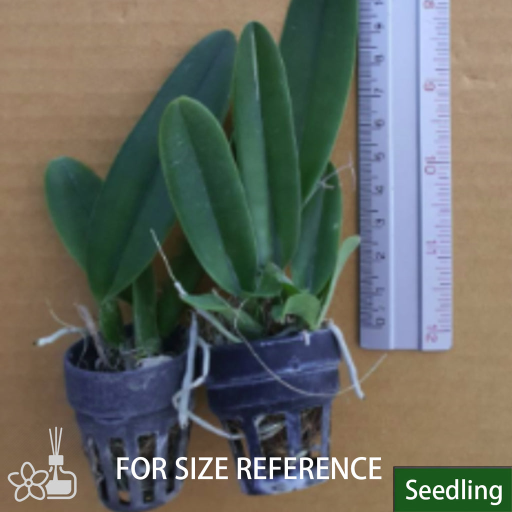 Rth. Nell Hammer Fat-Short Form 小錘子 – Orchidmart