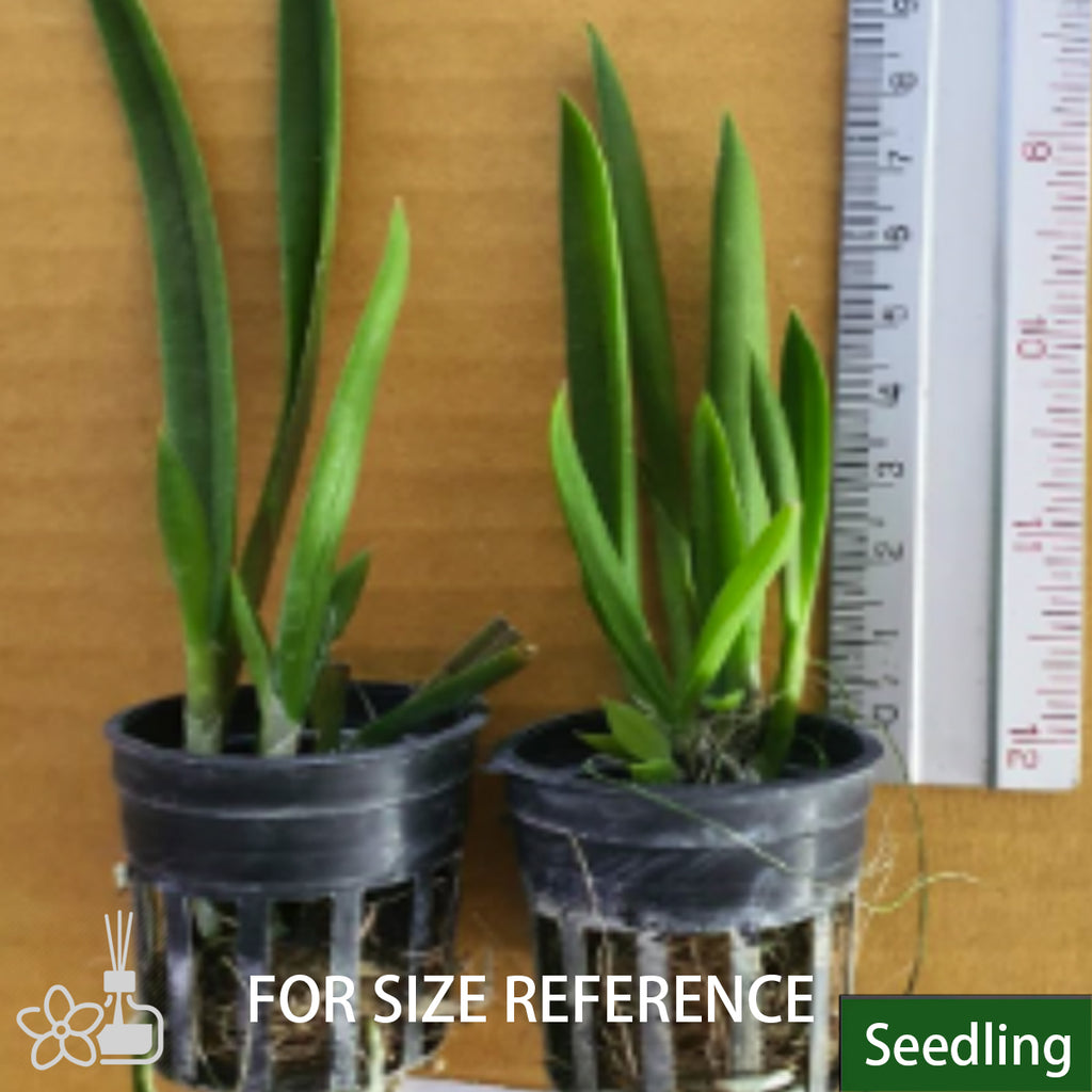 Rby. Copper Queen 青銅皇后 – Orchidmart