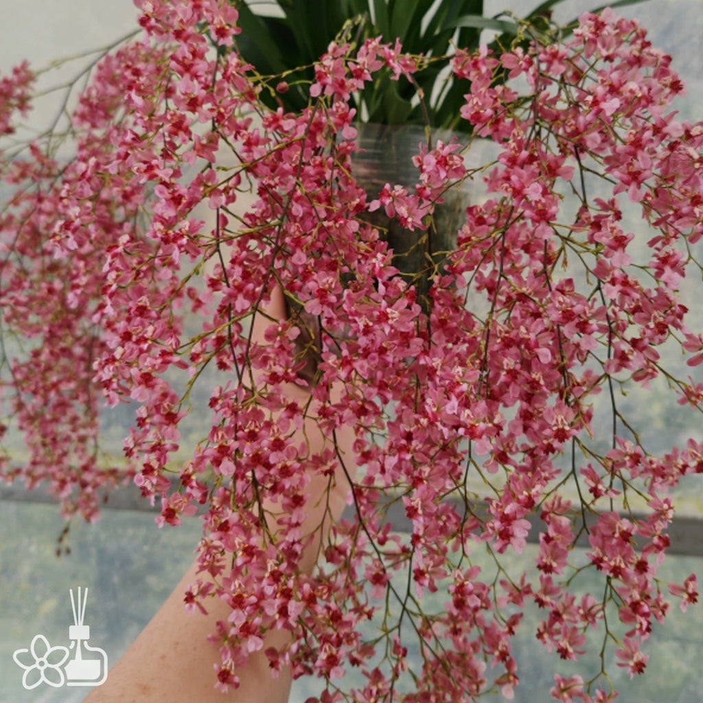 [Bare-root] #Twinkle# Onc. Twinkle 'Red Fire' 夢香蘭光華紅 [Nov Preorder 25 ...
