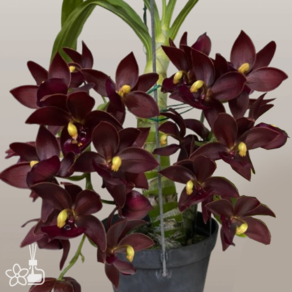 [Bare-root] Cycd. Taiwan Black Pearl [Dec Preorder 25] – Orchidmart