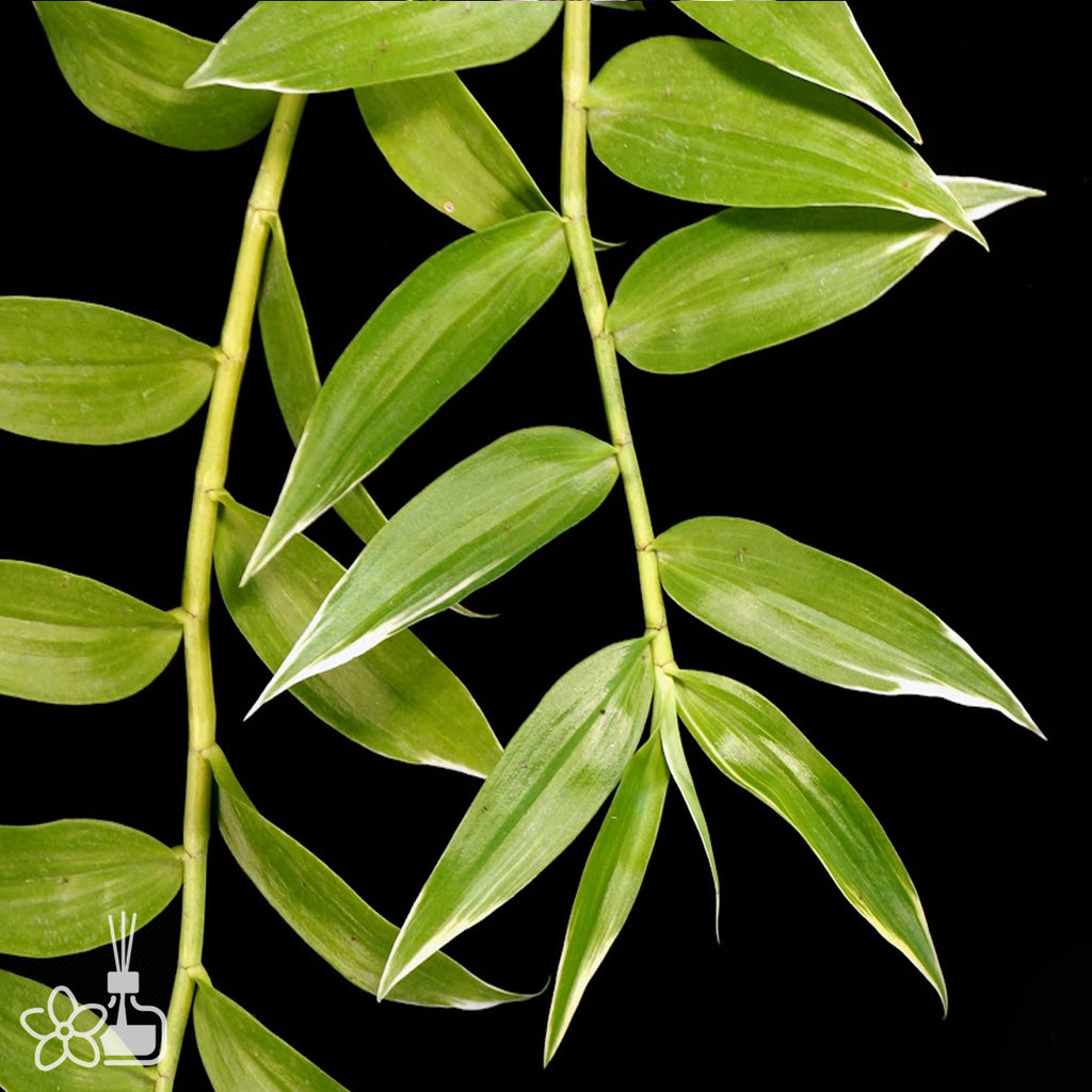 [Bare-root] Dendrobium aphyllum variegated [Dec Preorder 25] – Orchidmart
