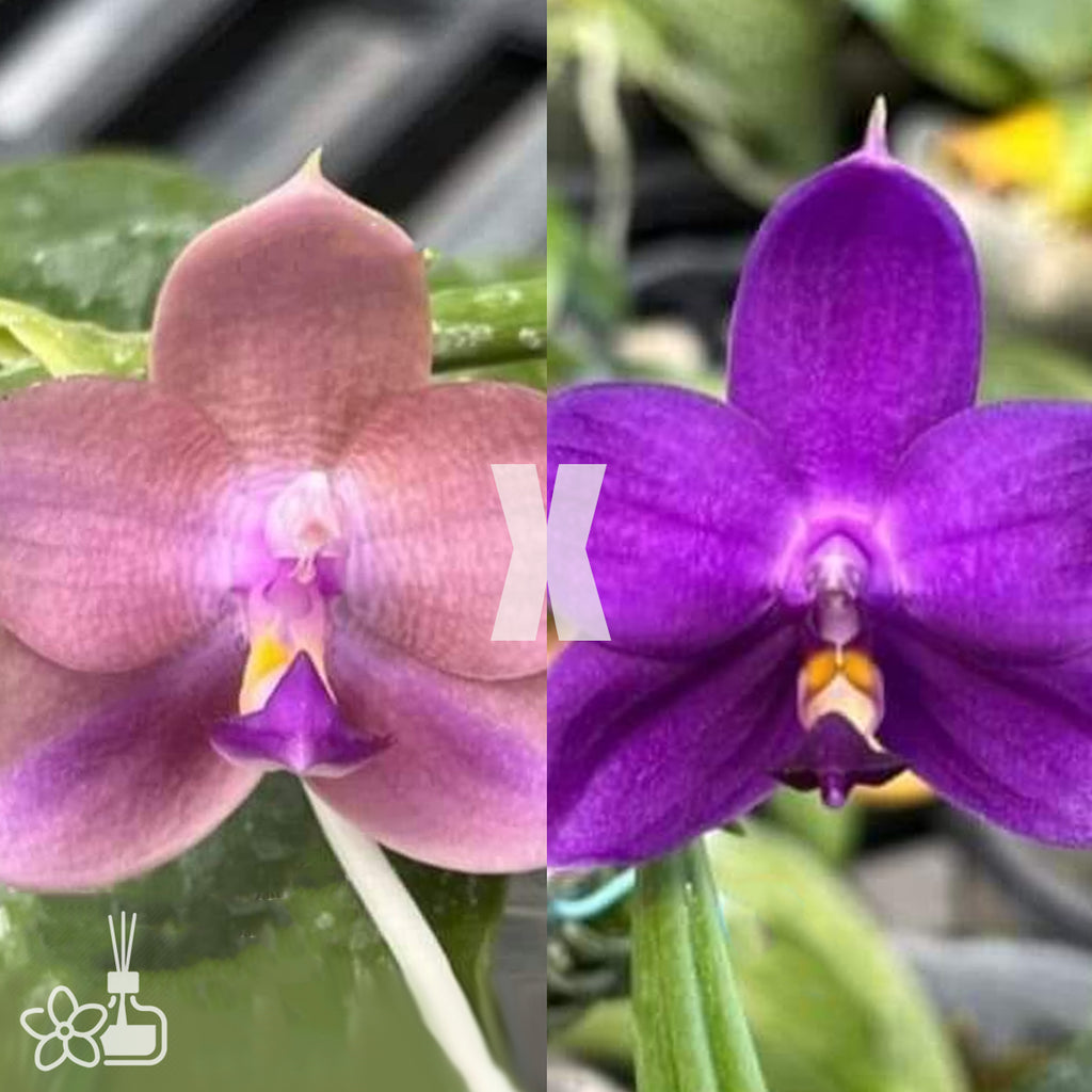 [Bare-root] Phal. Mituo Hsien 'blue' x Phal. Yaphon Blue Bird ‘Indigo ...