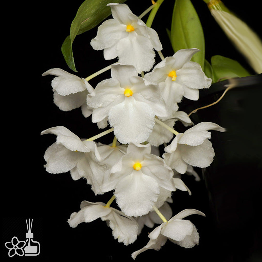 [Bare-root] Dendrobium farmeri f. petaloid album 'Hsinying' [Dec Preor ...