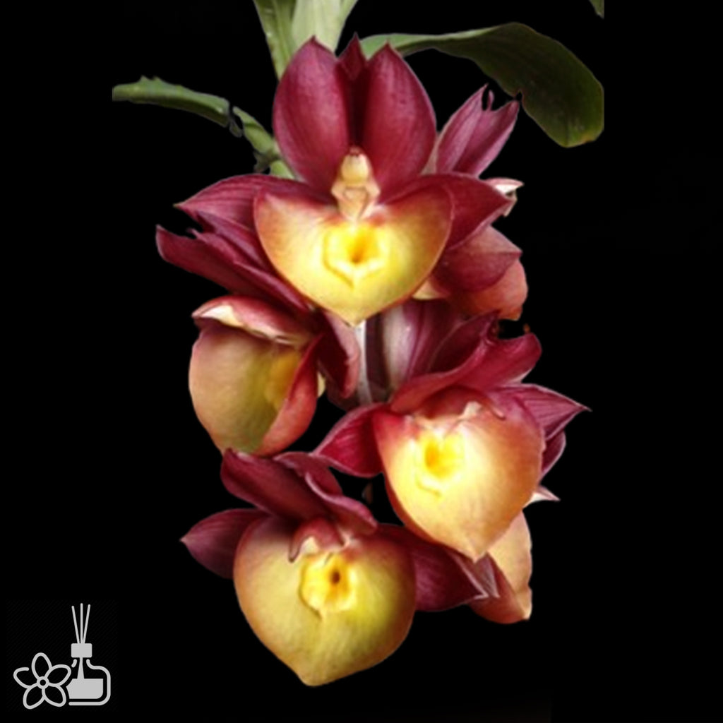 Ctsm. Orchidglade 花林 – Orchidmart