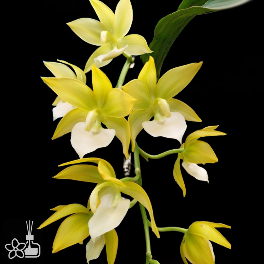 Cycd. Lorrane Lee 洛兰 – Orchidmart