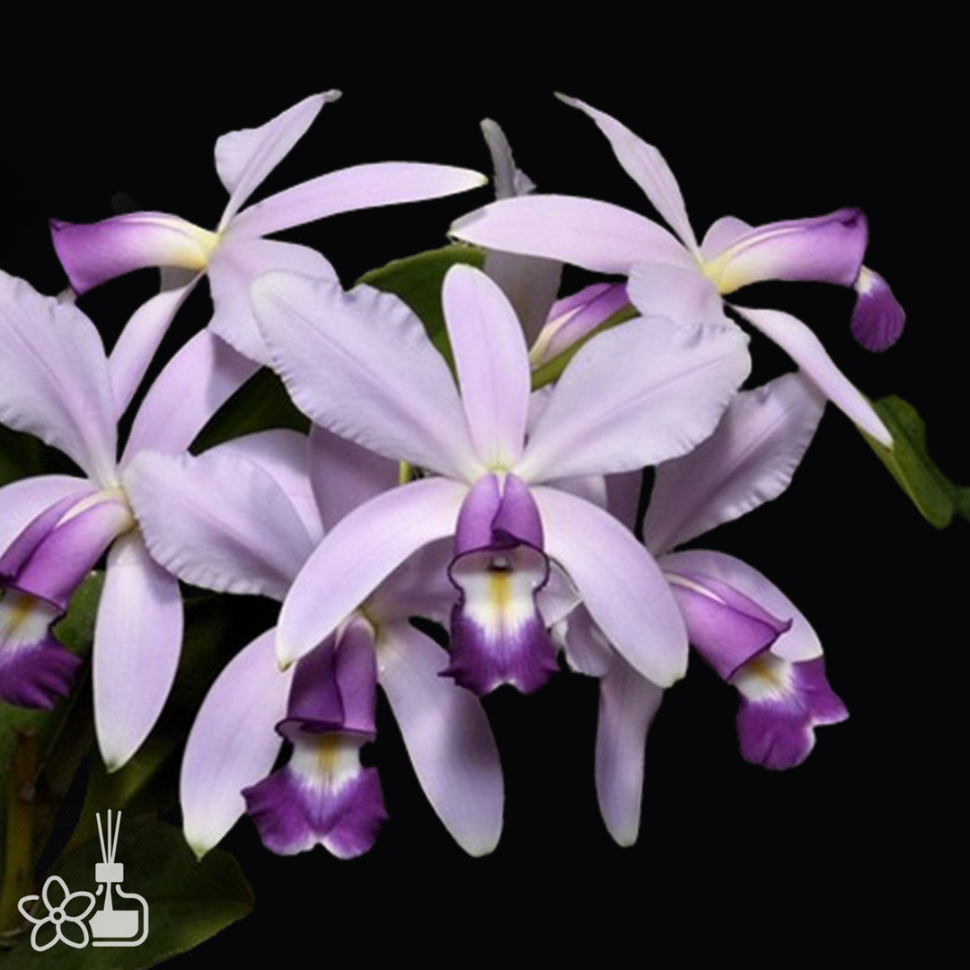 [Bare-root] Cattleya violacea f. coerulea 藍女神 [Nov Preorder 25 ...