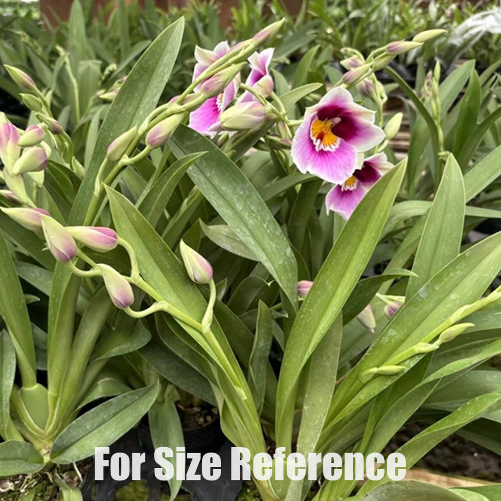 Miltonia Red Baron レッドバロン – Orchidmart