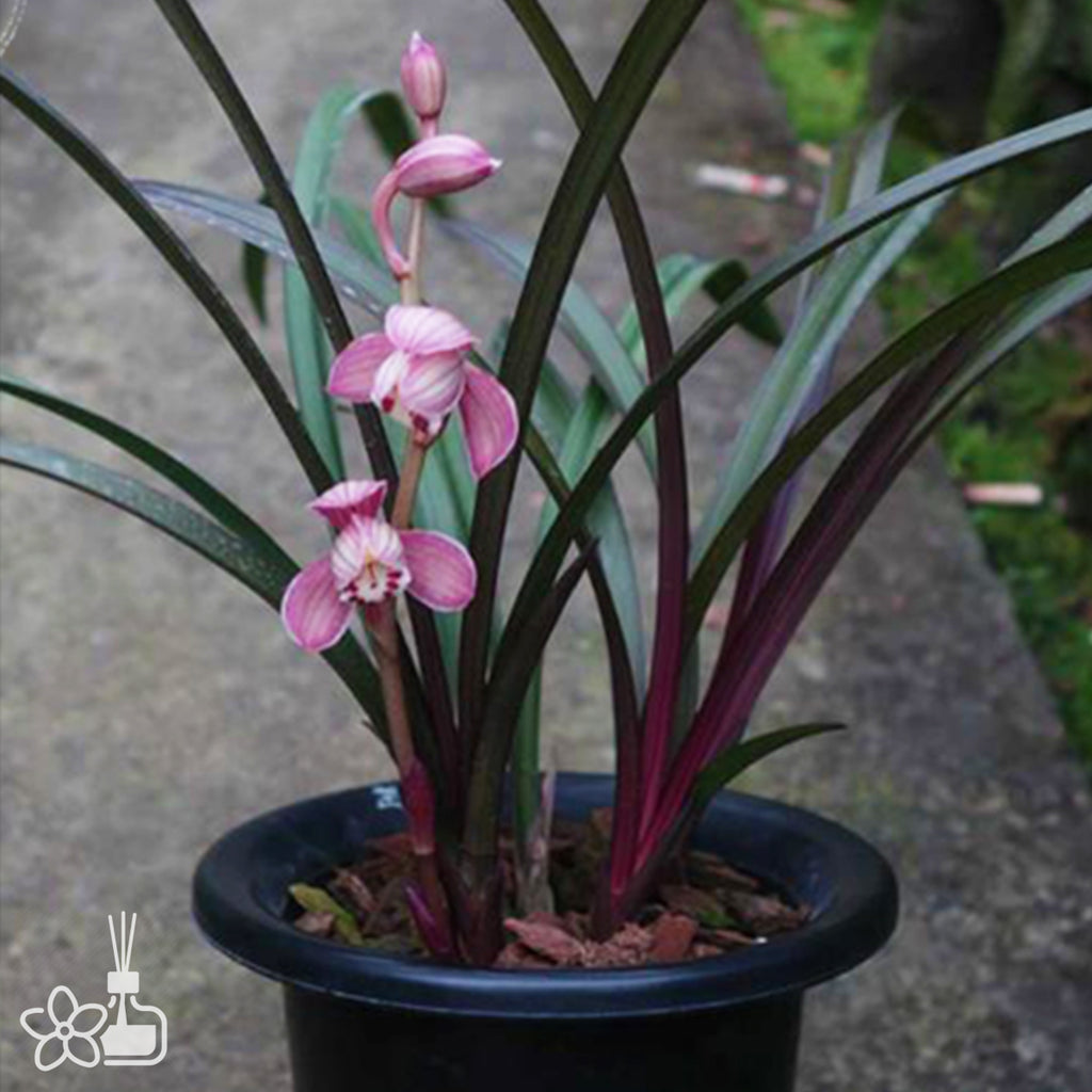 [Bare-root]Cym. ensifolium “Hong-Cao-Hong-He” 建蘭紅草紅荷 – Orchidmart