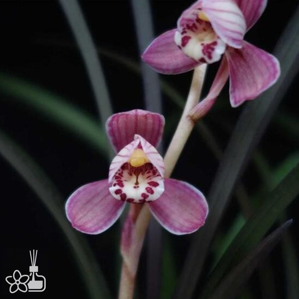 [Bare-root]Cym. ensifolium “Hong-Cao-Hong-He” 建蘭紅草紅荷 – Orchidmart