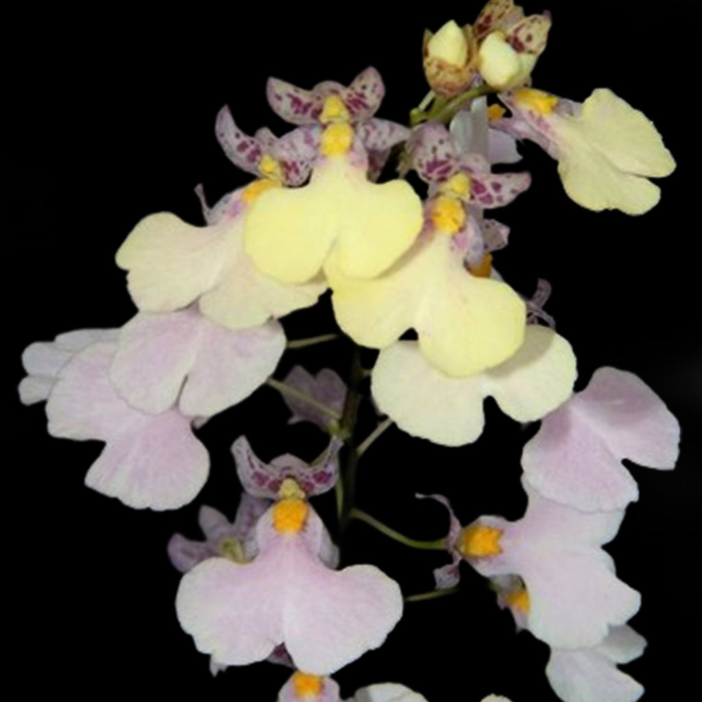 Ionocidium POPCORN ‘Haruri’ 爆米花 – Orchidmart