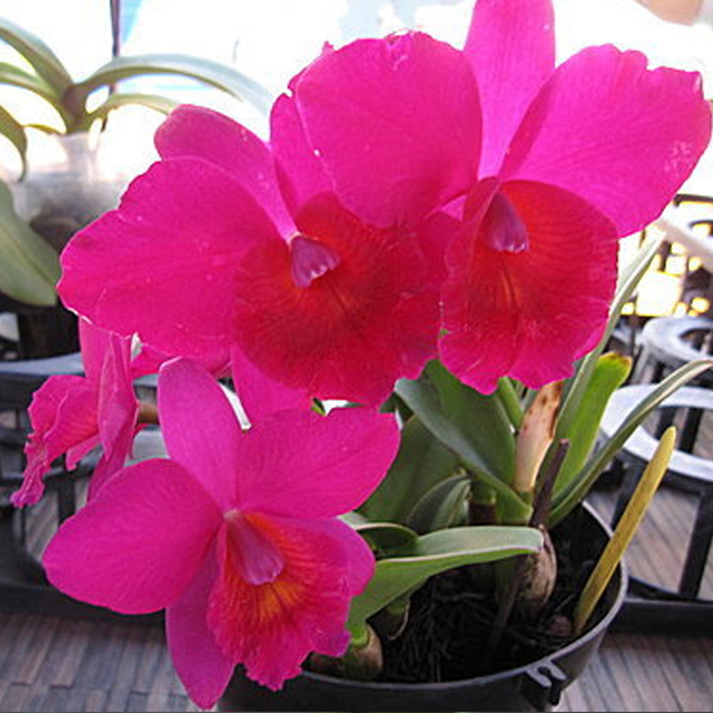 Shc. Chien Ya Ruby “ Red Apple ” 紅蘋果 – Orchidmart