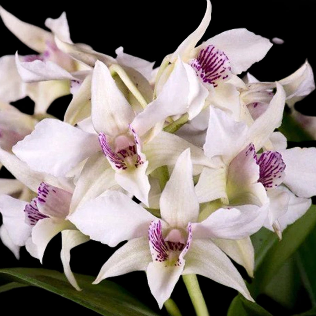 [Potted]Den. Roy Tokunaga 寬口石斛 [Oct in Stock] – Orchidmart