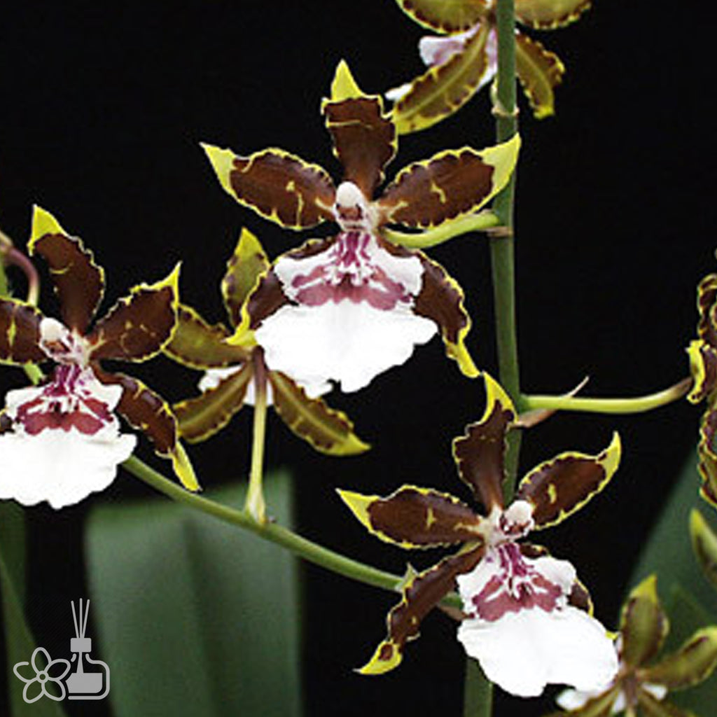 Onc.Jungle Monarch X Onc. Makalii – Orchidmart
