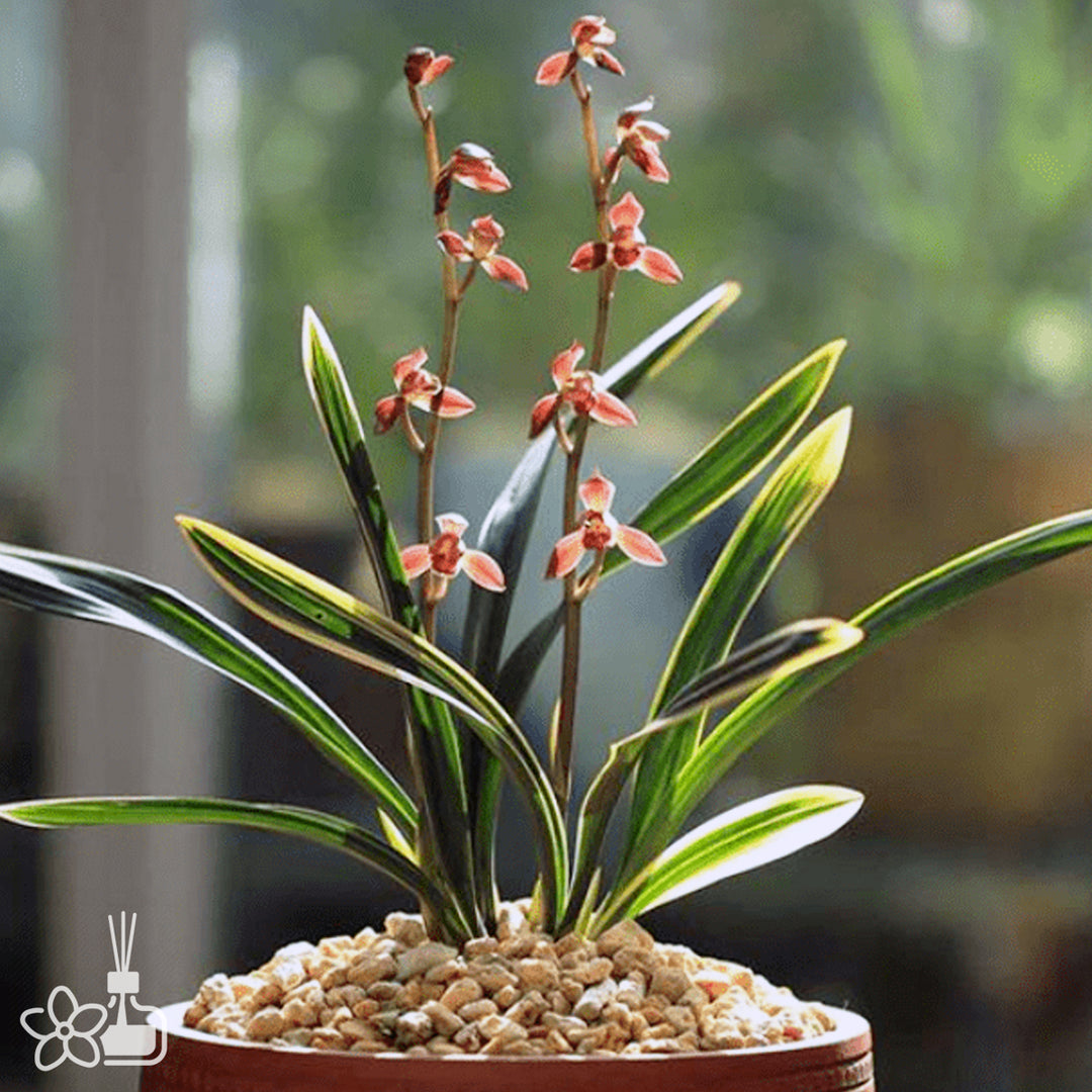 Cymbidium sinense “Dong-Fang-Hong-Shen-He” 墨蘭東方紅神荷 – Orchidmart