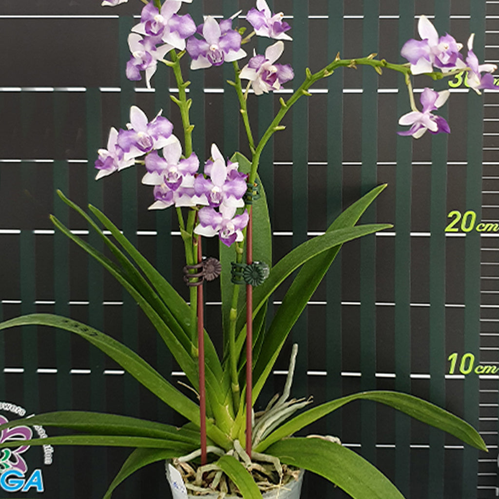 [Bare-Root]Phal. Tzu Chiang Sapphire (peloric - 3 lips) 紫式部 (三唇瓣)[May ...