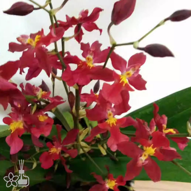 Oncidium 'Red Cherry' 紅櫻桃 – Orchidmart