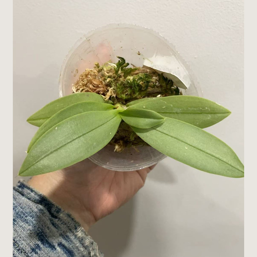 [Potted]Phal. Su’s Glad Kid (Peloric) 開心藍孩三唇瓣[Jan in stock] – Orchidmart