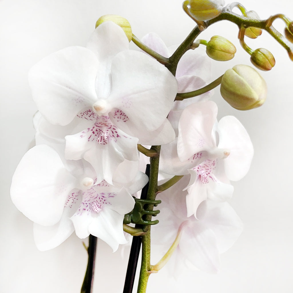 [Potted]Phal. Youghome Princess 196 永宏公主196 – Orchidmart