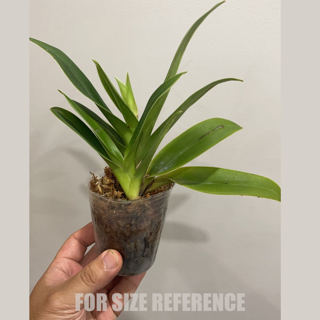 [Bare-Root]Phrag Jason Fischer 傑森[Wishlist] – Orchidmart