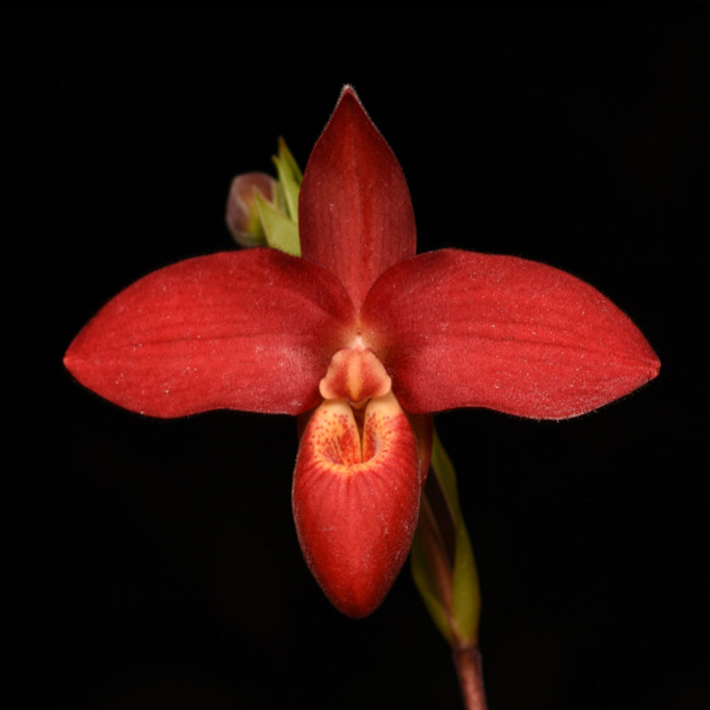 [Bare-Root]Phrag Jason Fischer 傑森[Wishlist] – Orchidmart