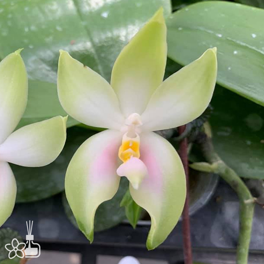 [Potted] Phal. bellina Pink ‘YM’ 粉貝利娜 [Dec in stock] – Orchidmart
