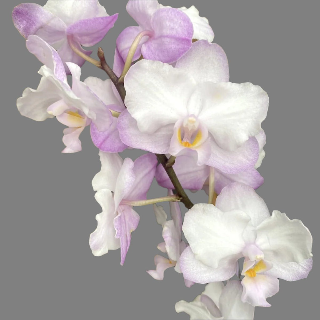[AS-IS]Phal. Liu's Sakura 'KF' 劉氏櫻花 'KF'[Jan in stock] – Orchidmart