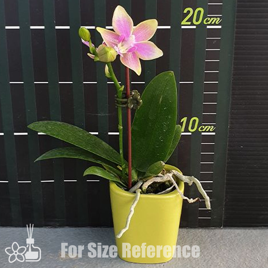 [Bare-rooted]Phal. Yaphon Pink Bee 金樹一代[Sept Preorder] – Orchidmart