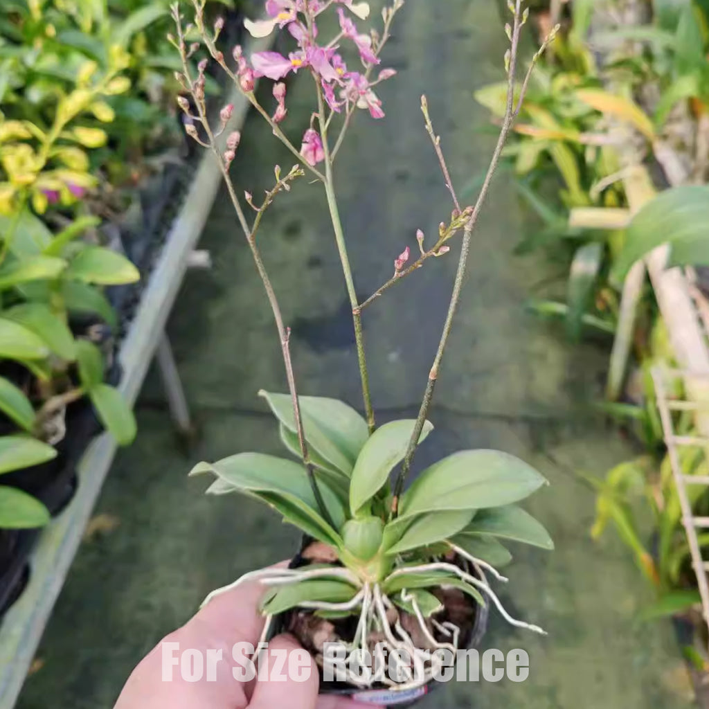 Ionocidium Popcorn 'Haruri' 爆米花 – Orchidmart