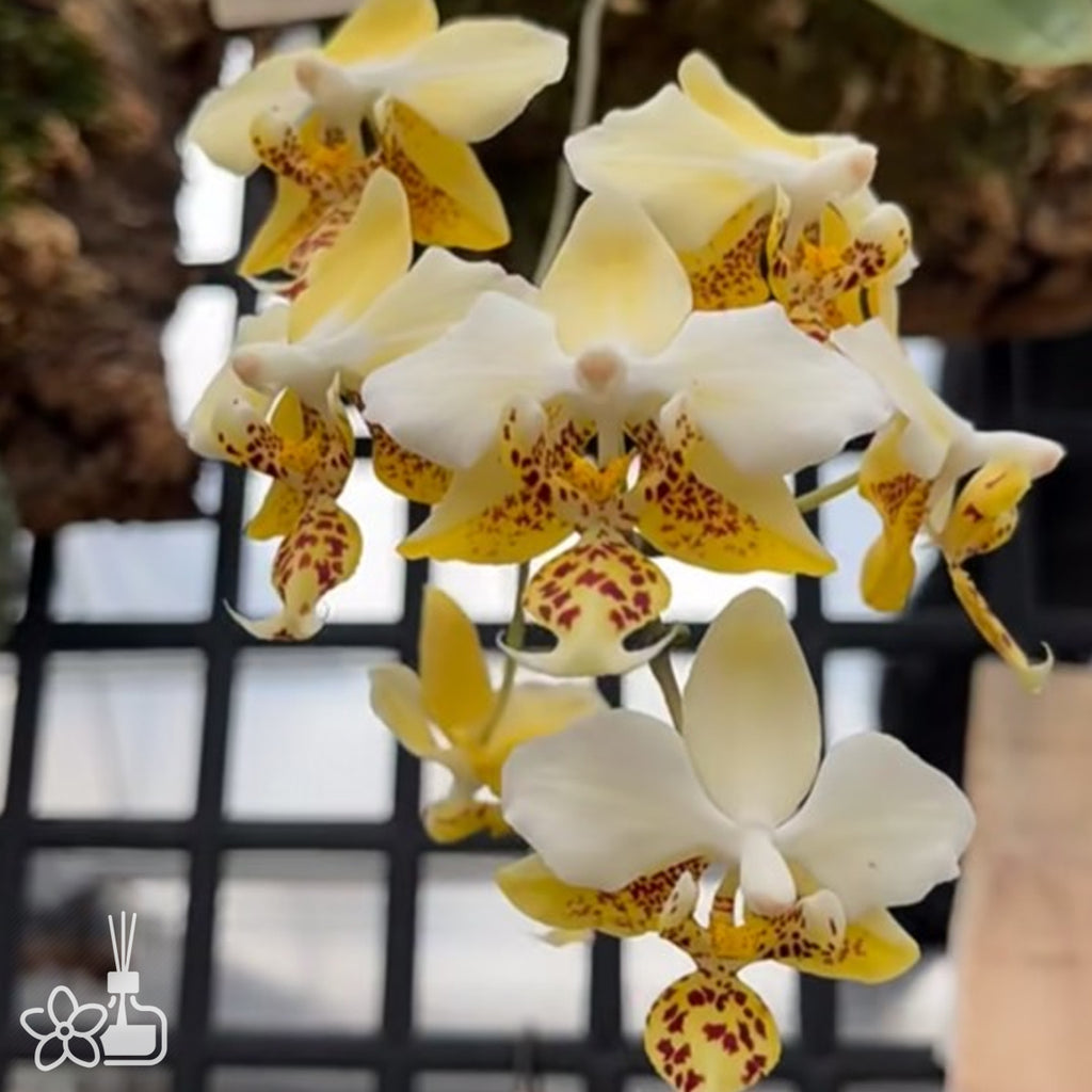 [Bare-rooted]Phal. stuartiana var. nobilis ‘yellowA’ 香黃花斯塔基[Sept Preor ...